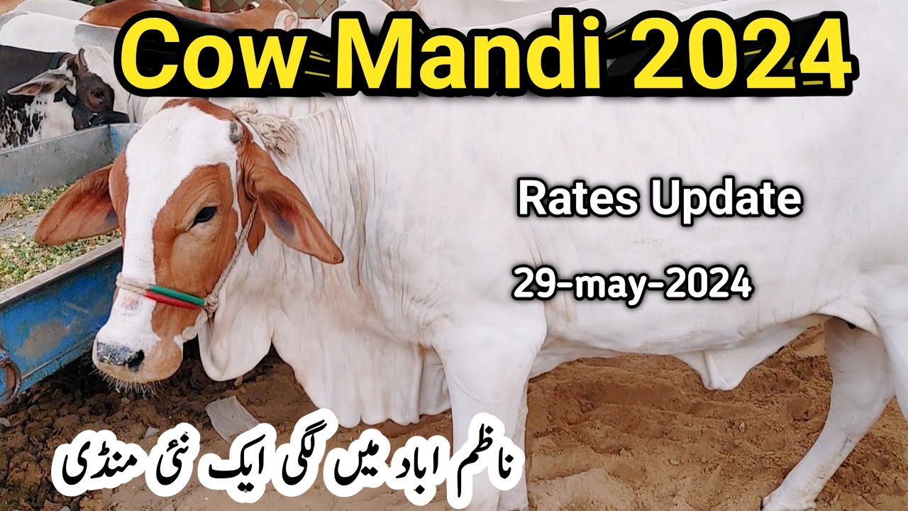 Nazimabad Mandi Karachi Cattle Rates Update | Cow Mandi 2024 | 29 May ...