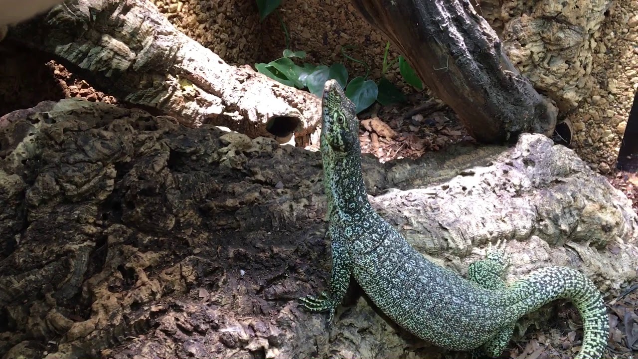 Feeding Varanus auffenbergi - YouTube