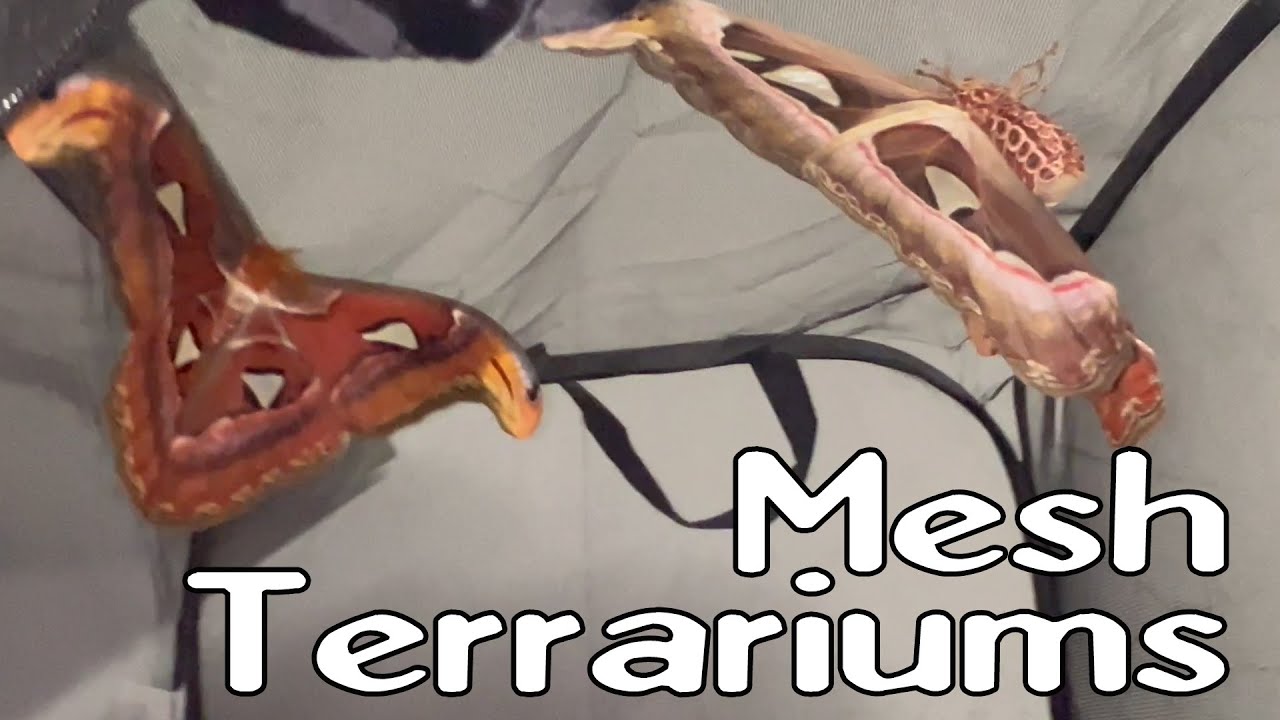 TSS Mesh Terrariums - Great for Various invertebrates - YouTube