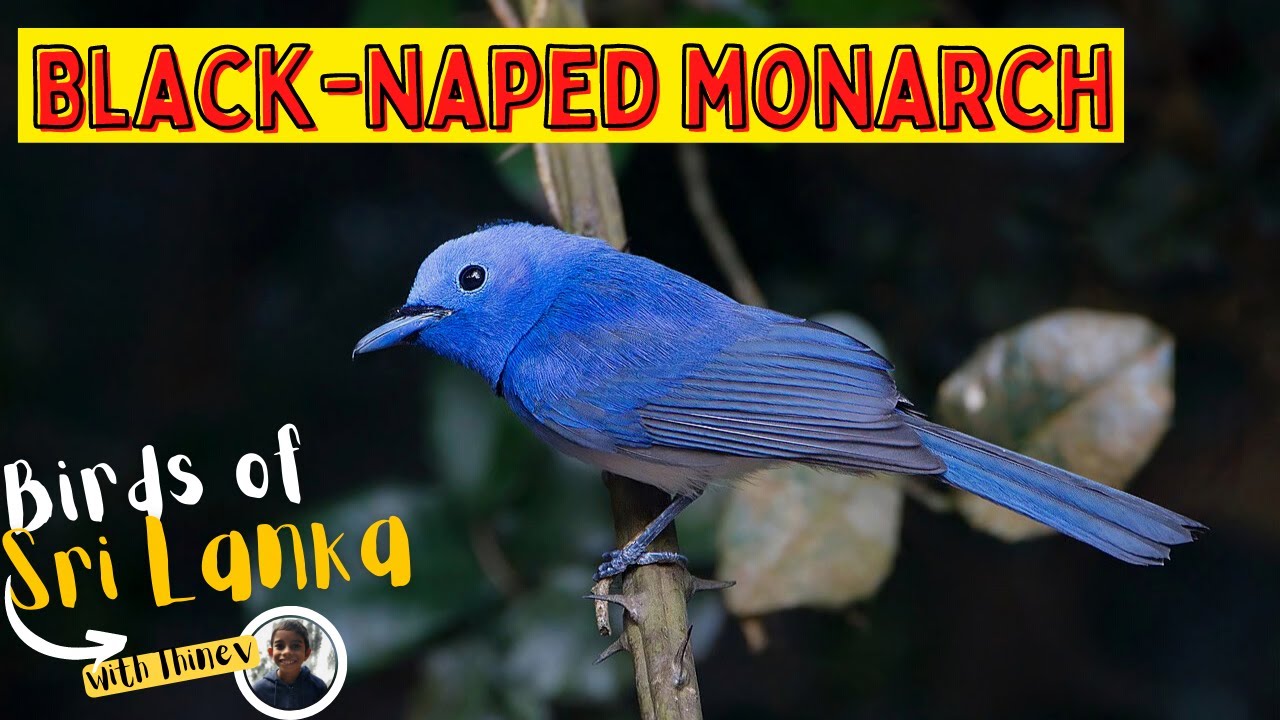 BLACK-NAPED MONARCH | Birds of Sri Lanka with Thinev | Black-Naped Blue ...