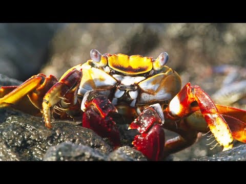 Crabe VS poulpe VS murène : la folle poursuite - ZAPPING SAUVAGE