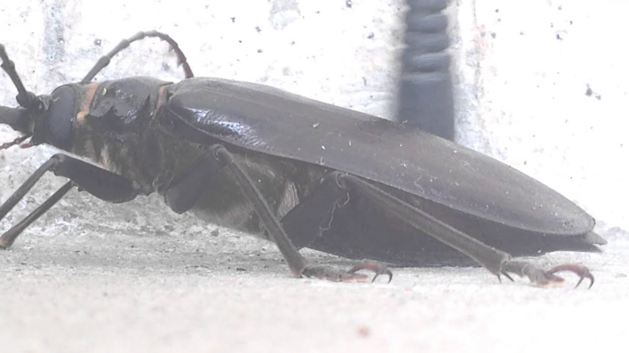 The Great African Scarab - YouTube