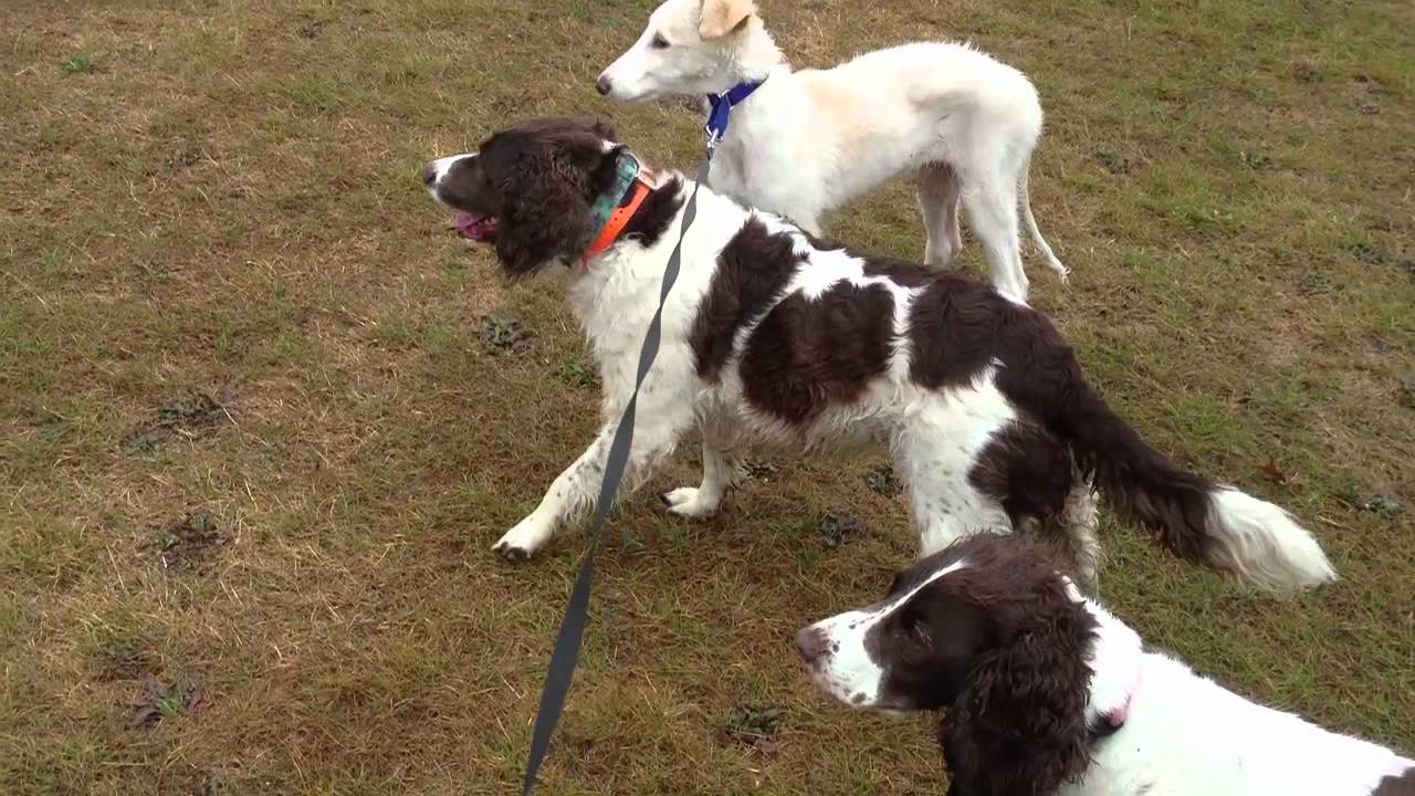 Buttercup Trains Lancelot to Sit. - YouTube