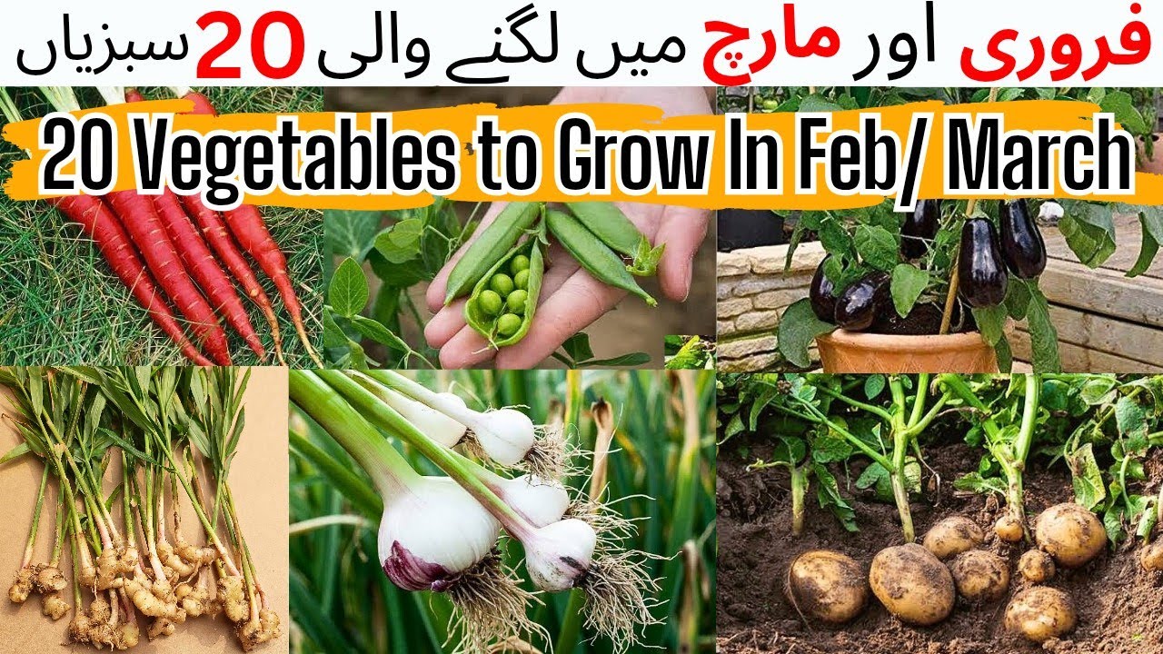 20 Vegetables To Grow In Feb / March. Spring Season Vegetables. Kitchen ...