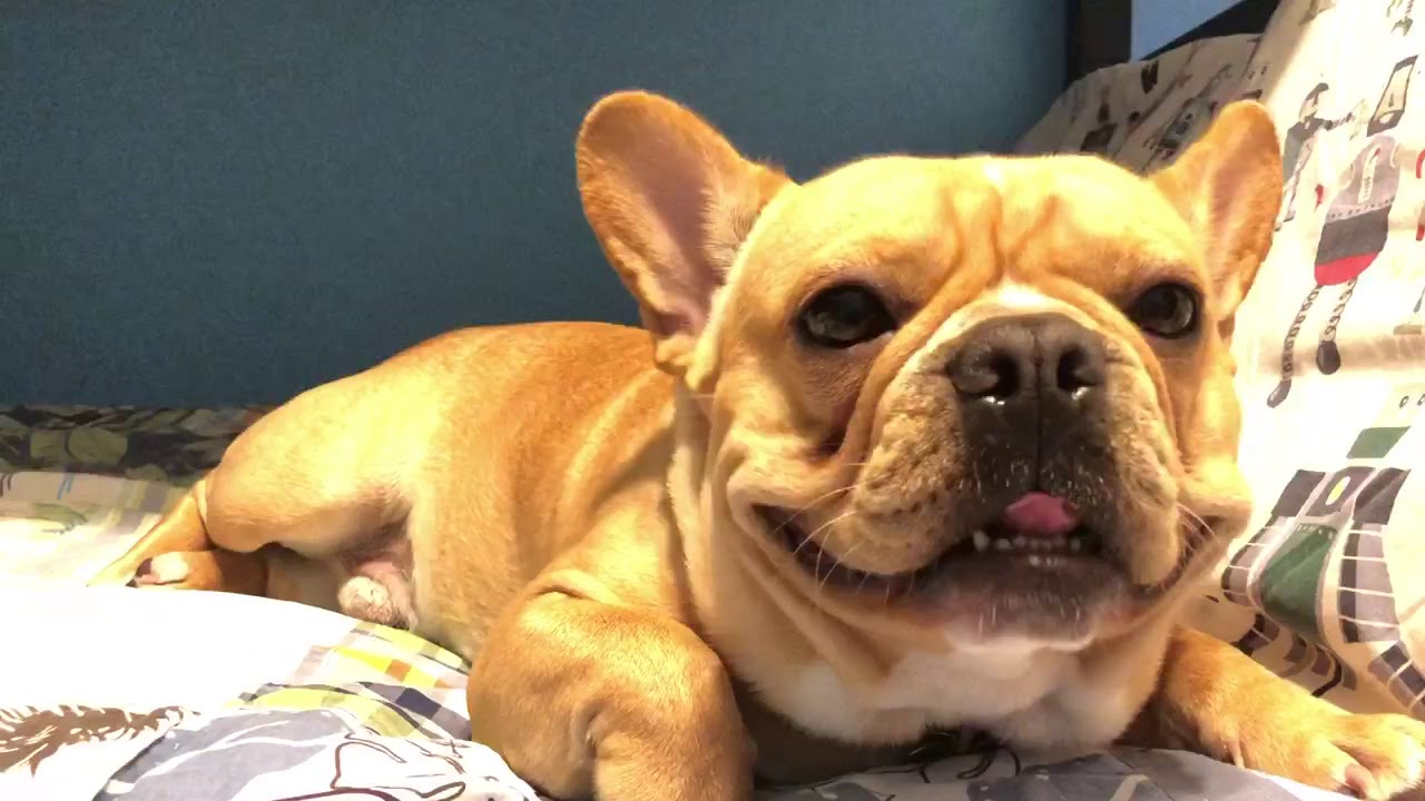 Mario The Frenchie Prank Calls Target! 🎯 - YouTube