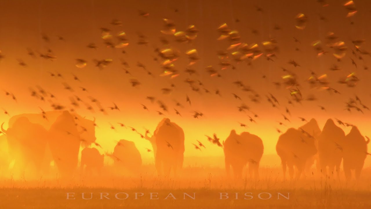 European Bisons and Starlings in the fog at sunrise - YouTube