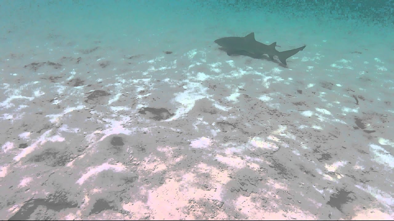 CocoCay, Bahamas - Juvenile Lemon Shark - YouTube