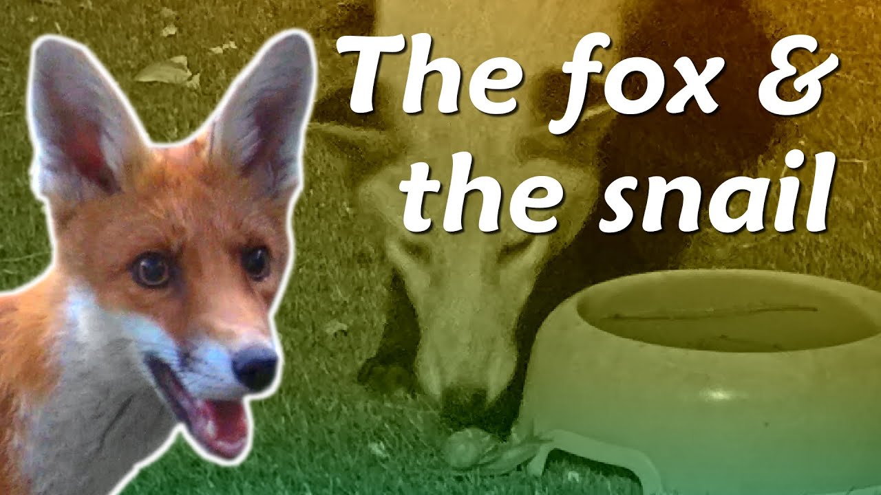 The fox & the snail - YouTube