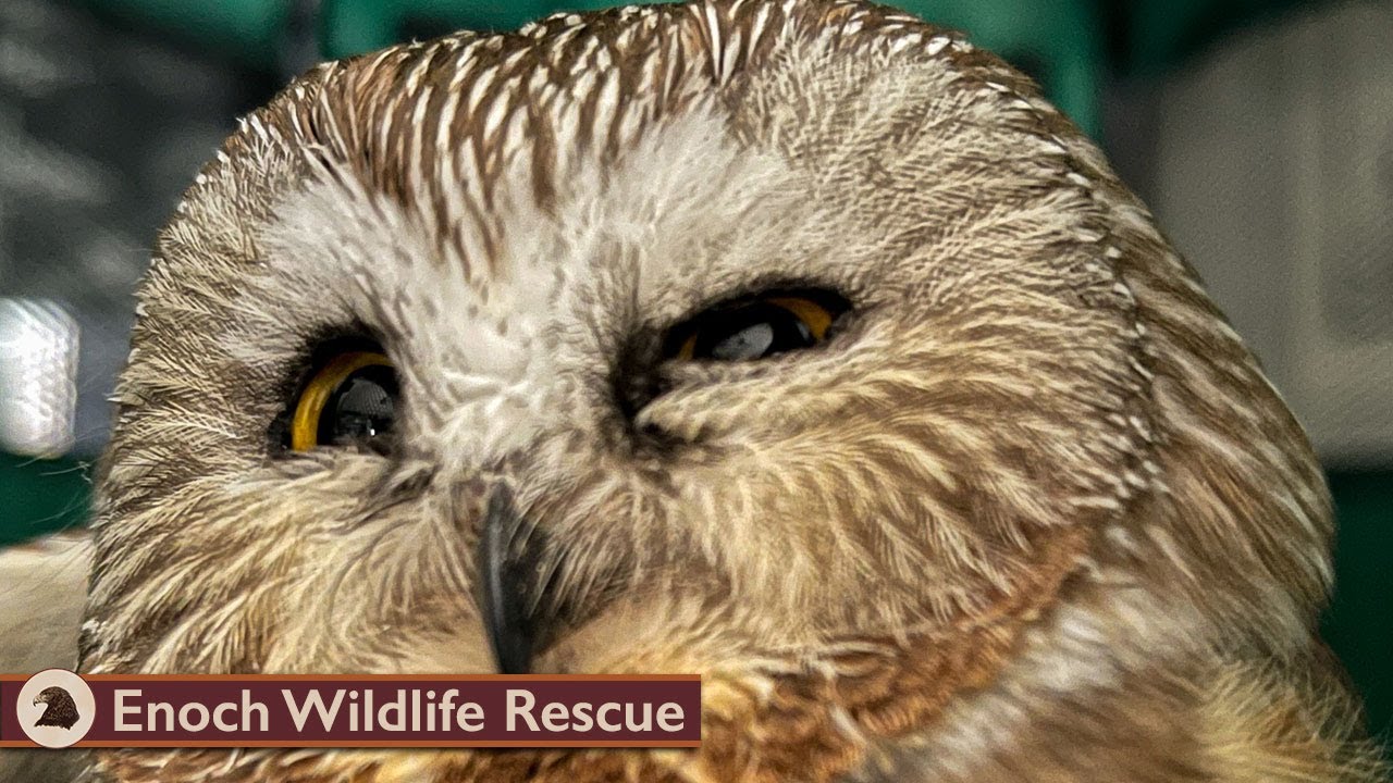 Owl Talk With Martin Tyner - YouTube