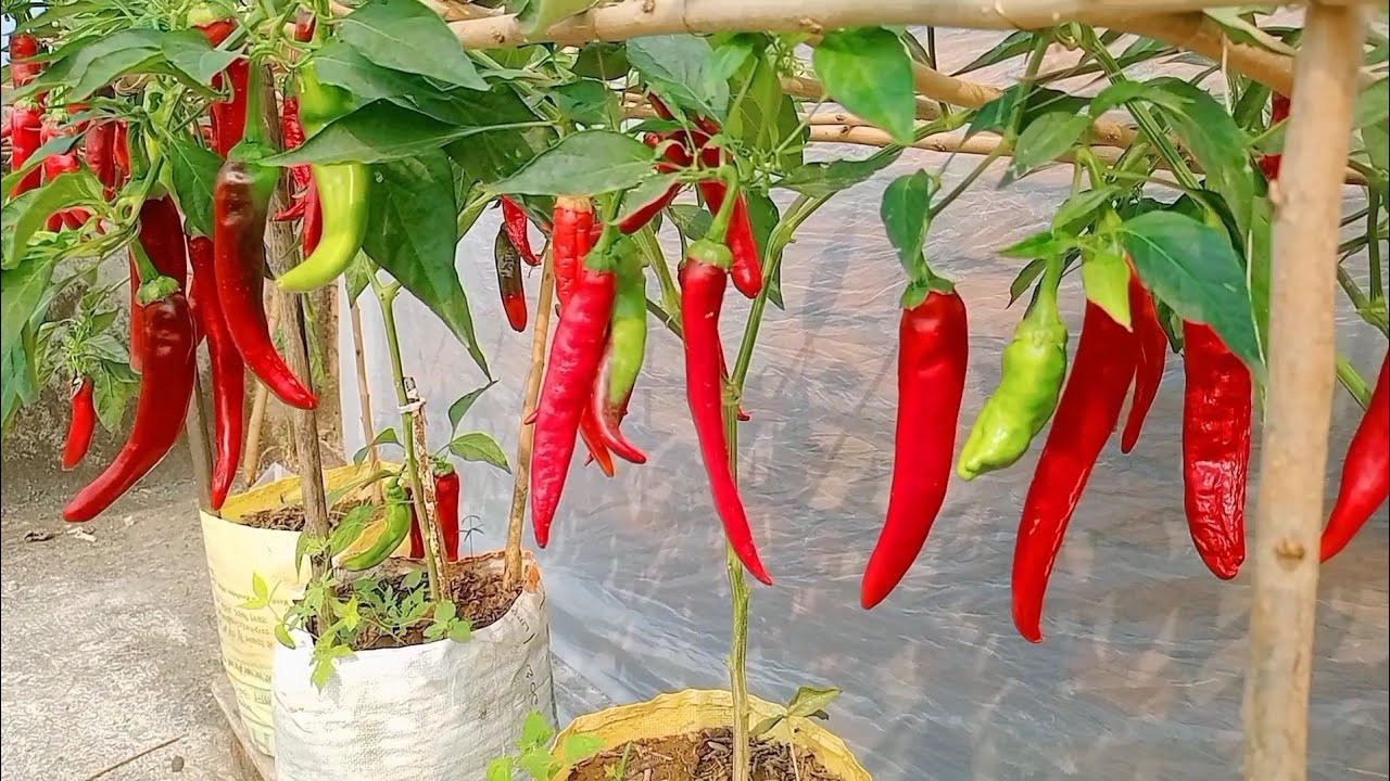 how to grow sweet chilli pepper at home,, 7 inch long chilli fruit ...