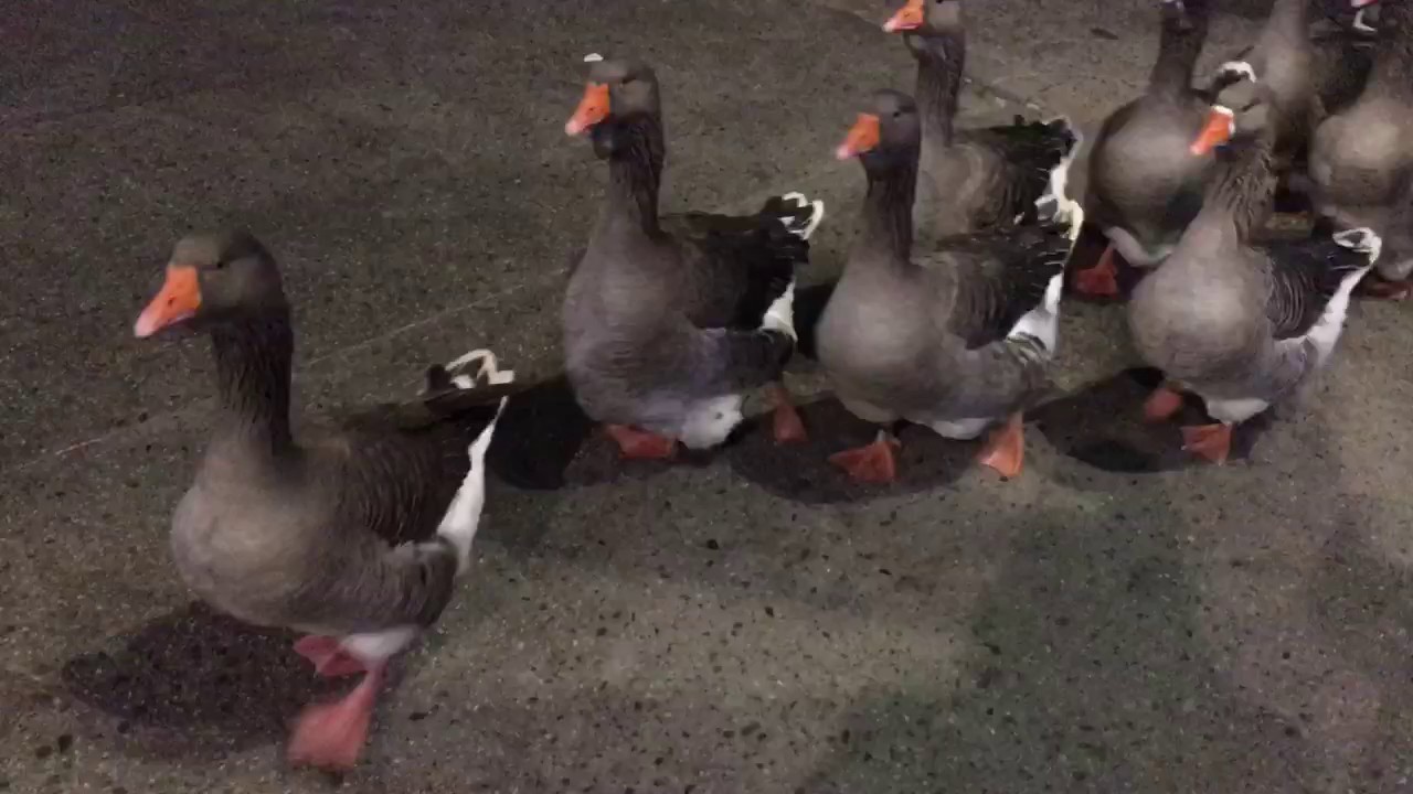A Marching Geese Band in Chamonix - YouTube