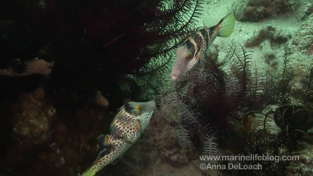 Fish Behavior: Toby Fight - YouTube