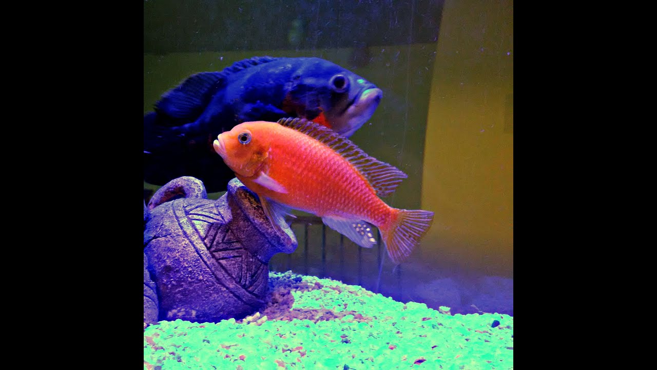 in Mid-air Hanging Aquarium Spacearium Cichlid Modern Fish Tank - YouTube