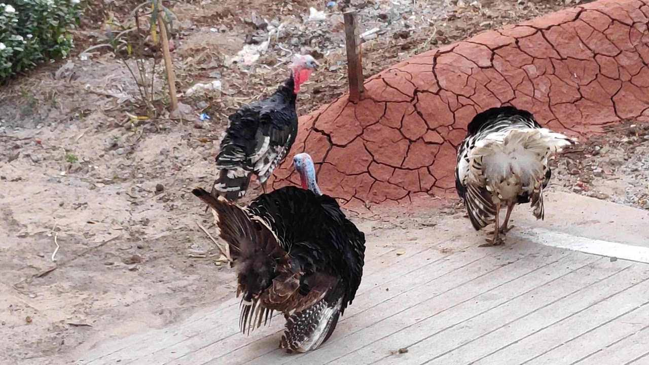 TURKEY BIRD FEEDING AND ROARING - YouTube