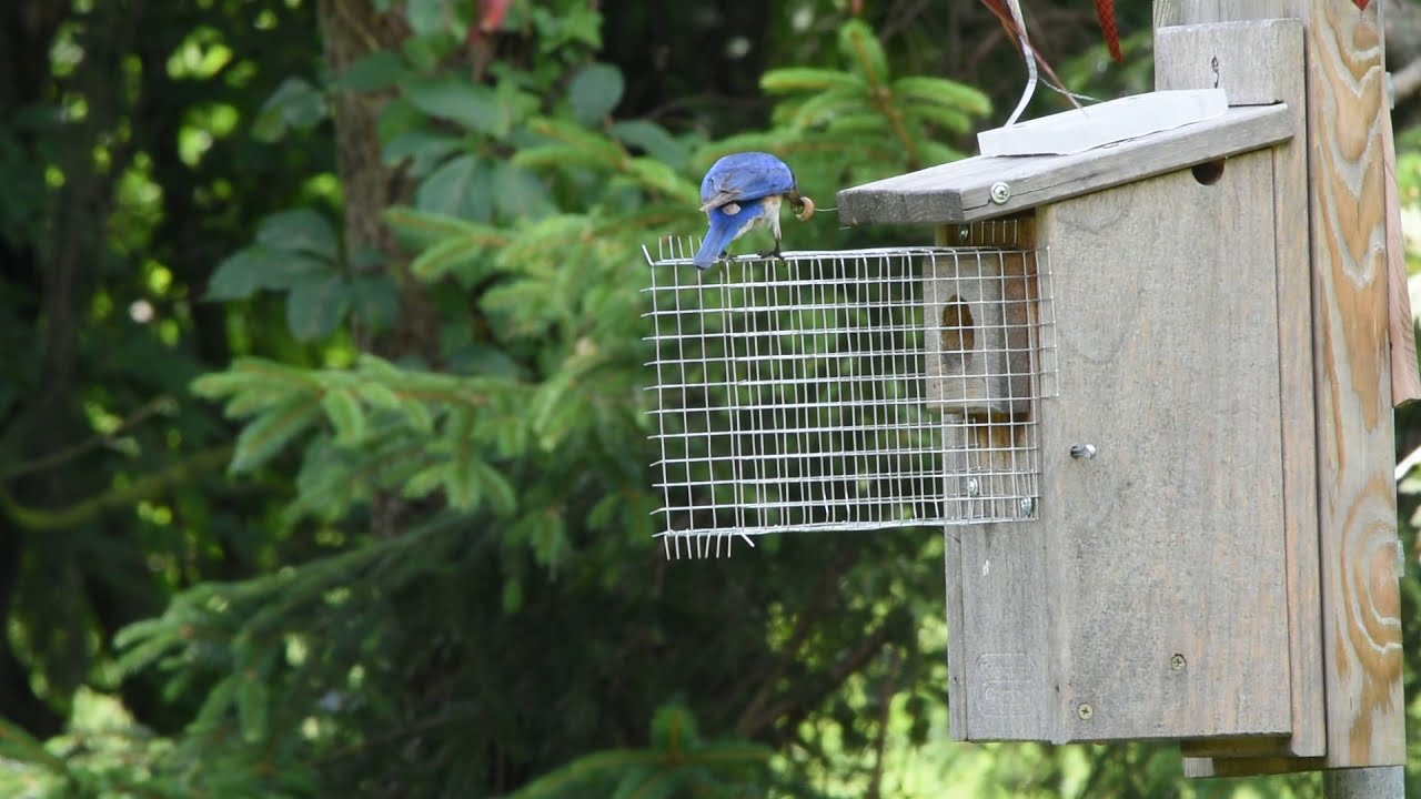 Bluebird and Noel guard - YouTube