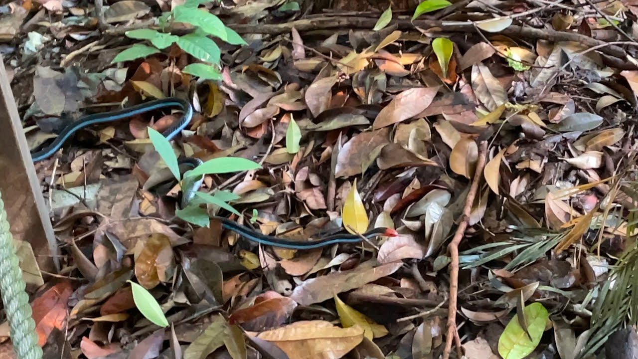 Malayan Blue Coral Snake (Calliophis Bivirgata) - YouTube