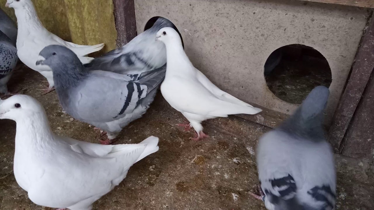 Porumbei standard Victor Marin 0723157438 - YouTube