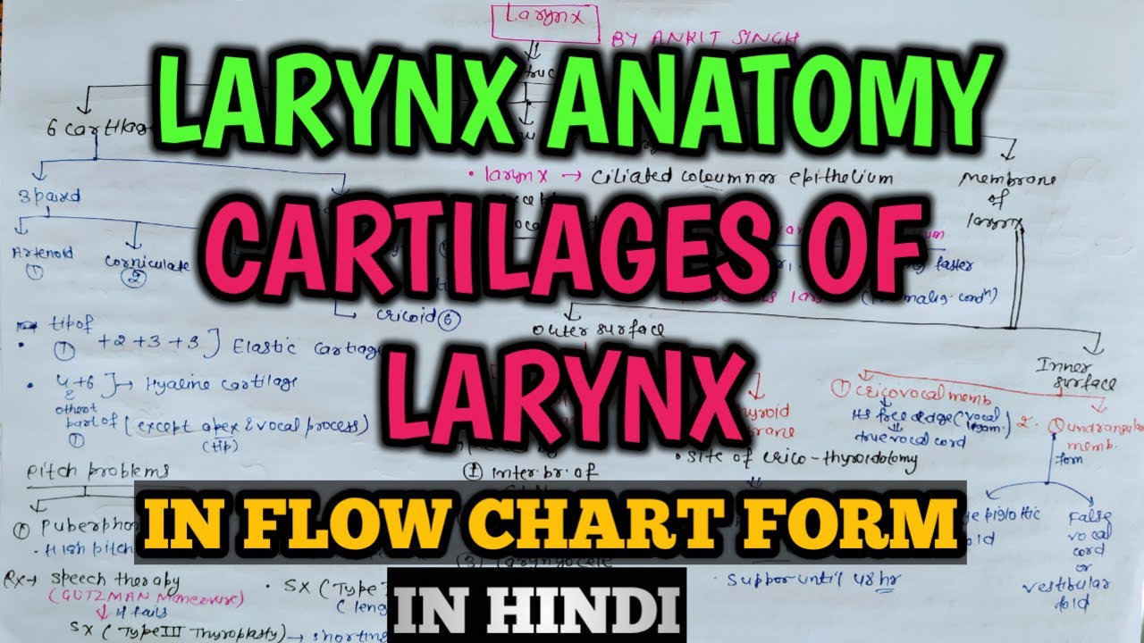 Larynx anatomy part 1 | Cartilages of Larynx - YouTube