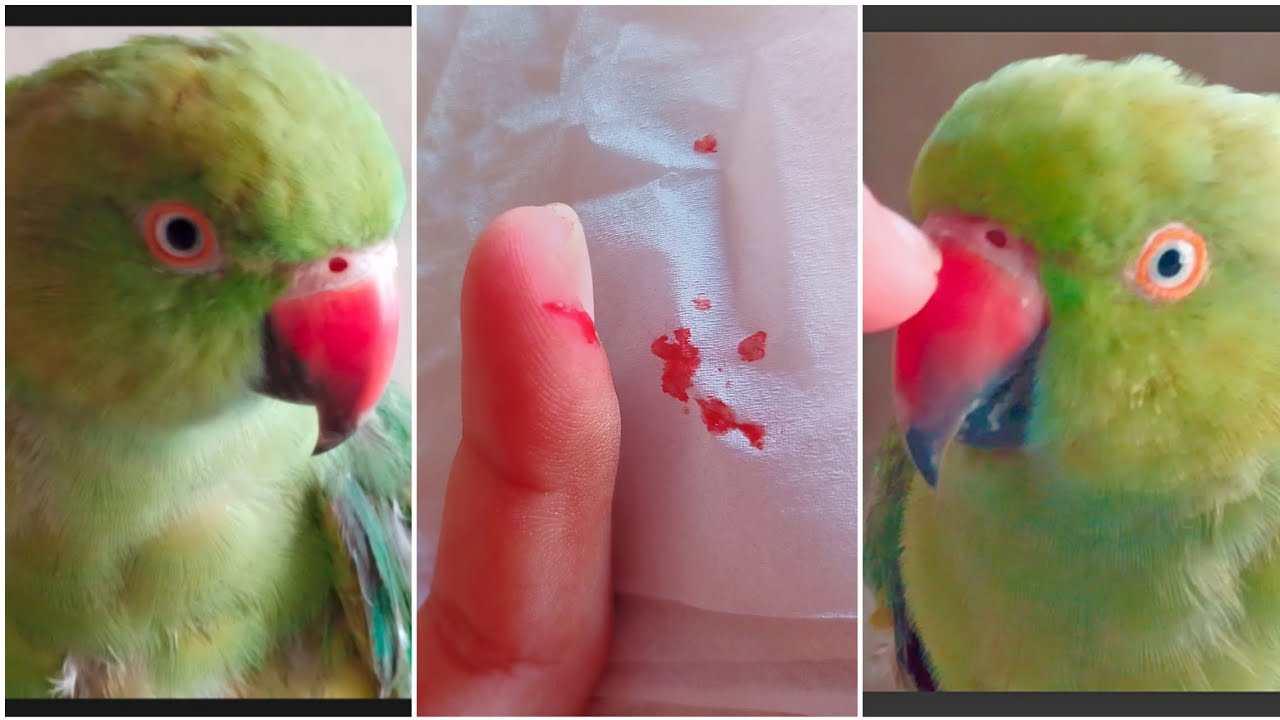 my parrot bite my finger - YouTube