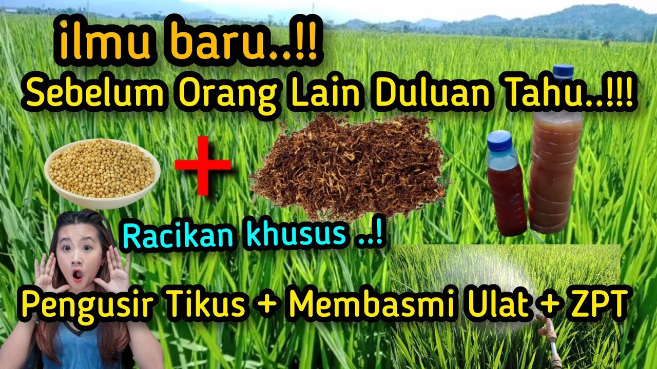 Pestisida nabati super dahsyat.!! Tikus Minggat, hama ulat K.O ...