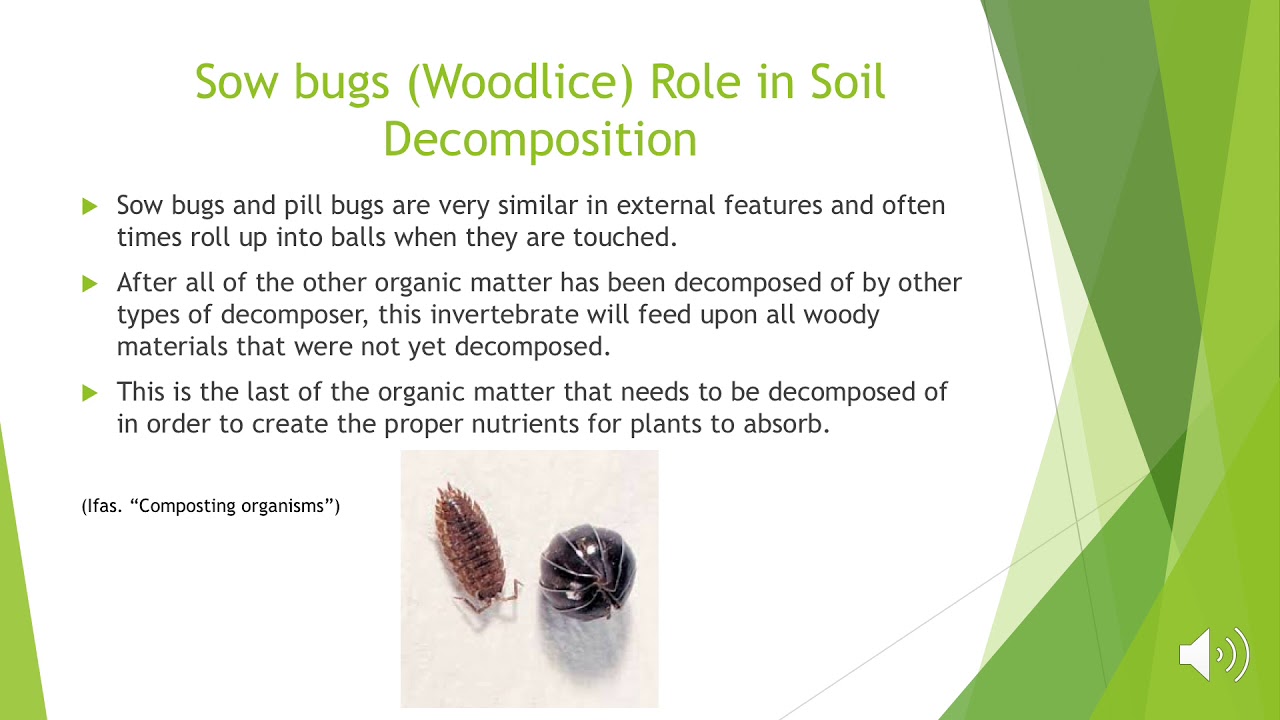 Invertebrates and Soil Decomposition - YouTube