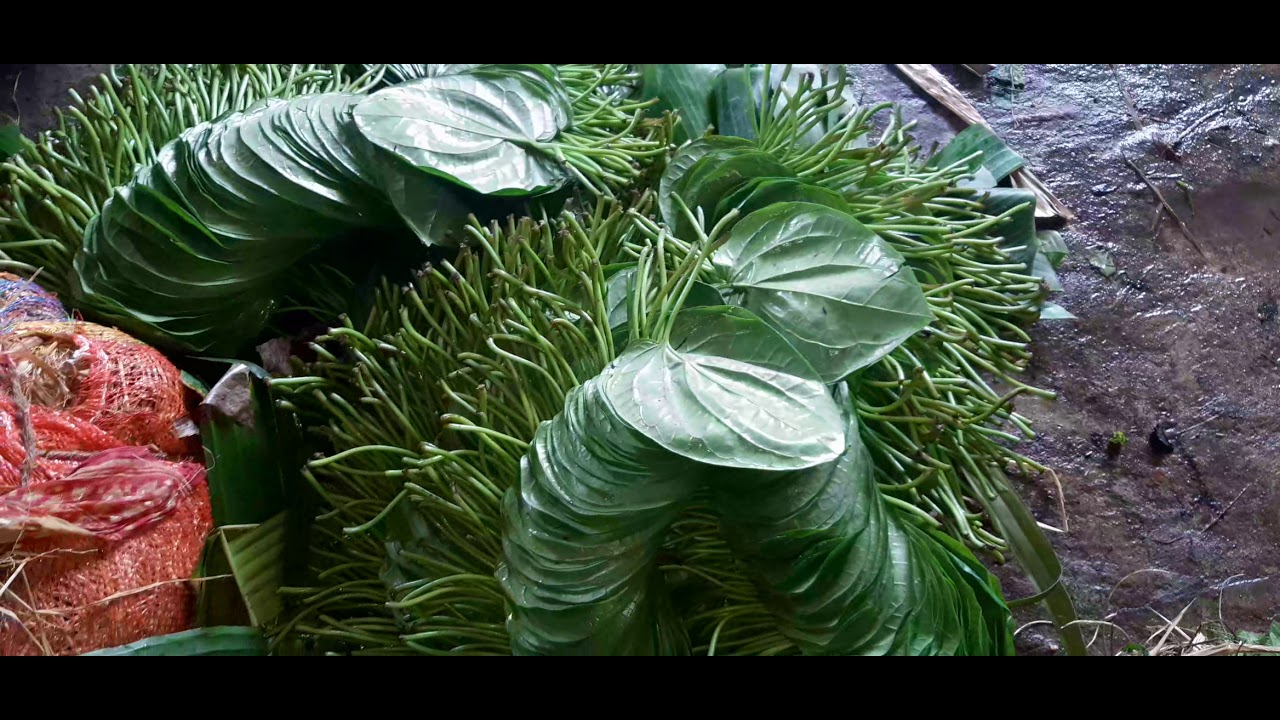 KOLKATA BETEL LEAF | KALI BANGLA PAN | SPECIAL PAAN WHOLESALE BHANDAR ...