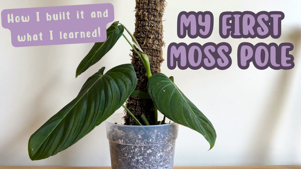 Making My First Moss Pole! Potting Up My Philodendron Glorious on a DIY ...