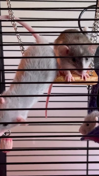 Baby Dwarf Rats on a swing 🥰 - YouTube