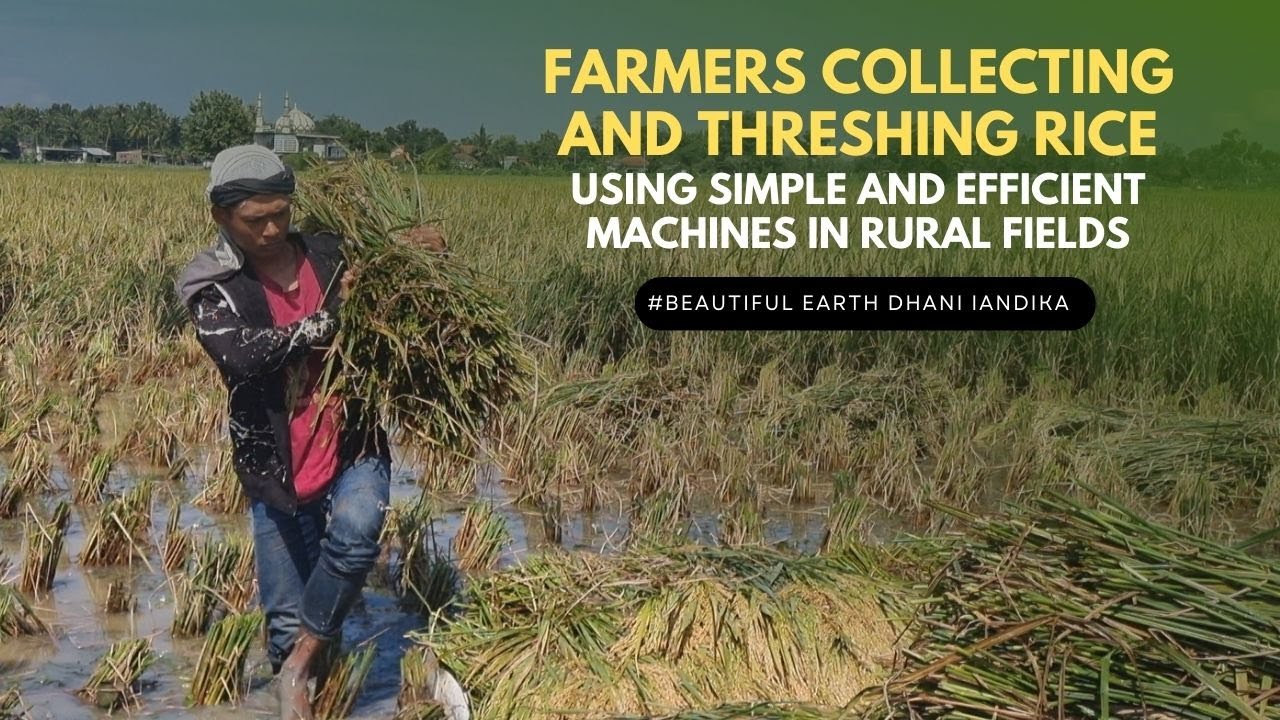 Farmers Collecting and Threshing Rice Using Simple and Efficient ...