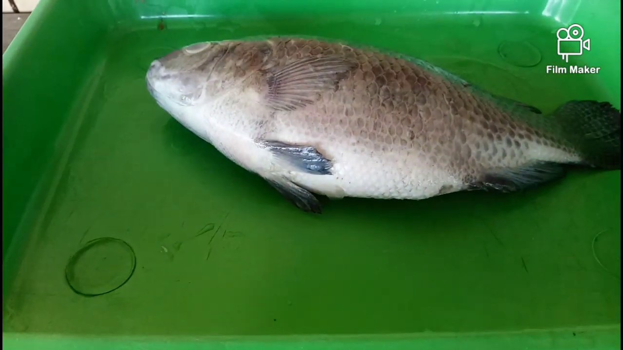 Fisiologi Reproduksi Ikan : Menentukan Fekunditas, Diameter Telur, IGS ...