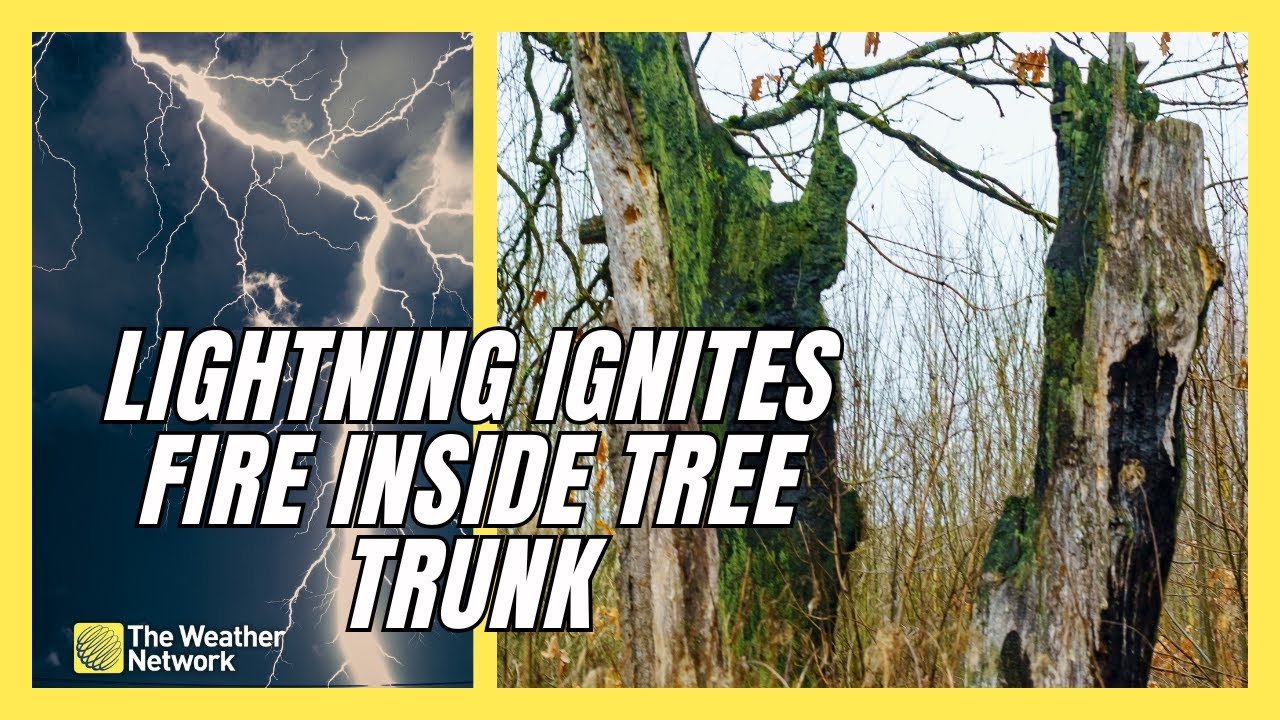 Lightning Causes Tree to Catch Fire on the Inside - YouTube