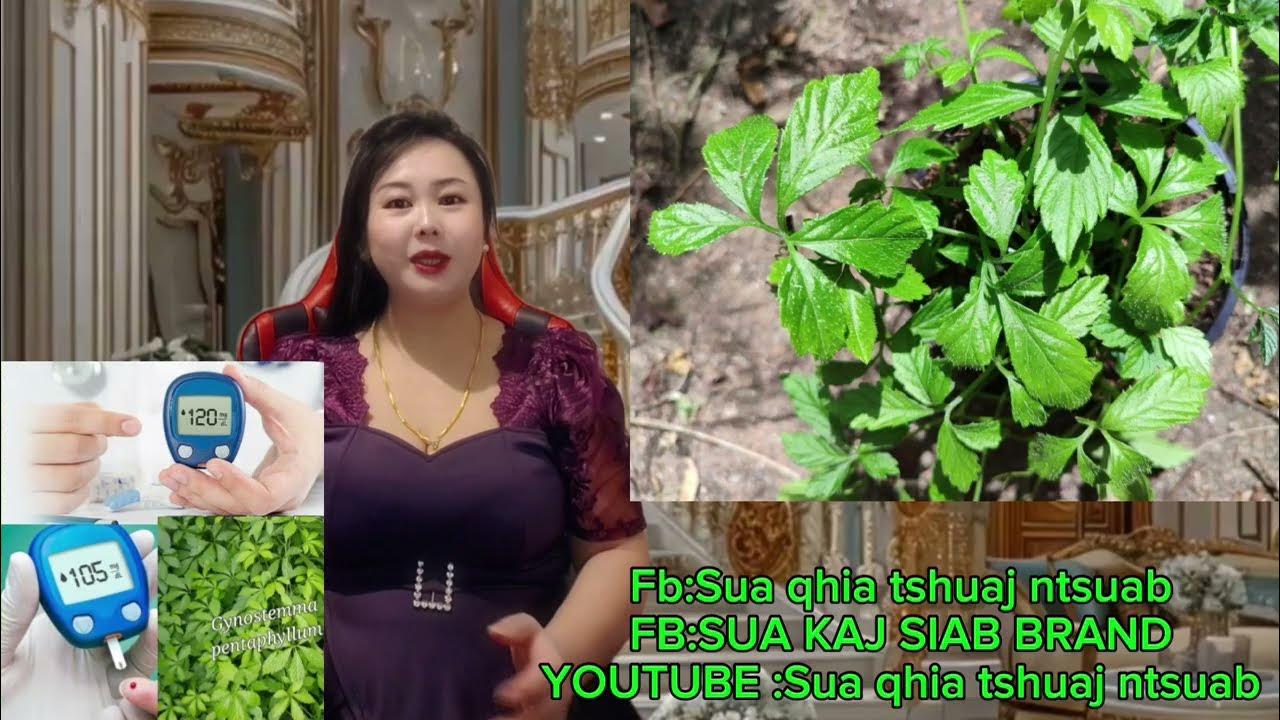 qhia tshuaj kho ntshav qab zib thiab ntau yam mob 20/01/2025 - YouTube