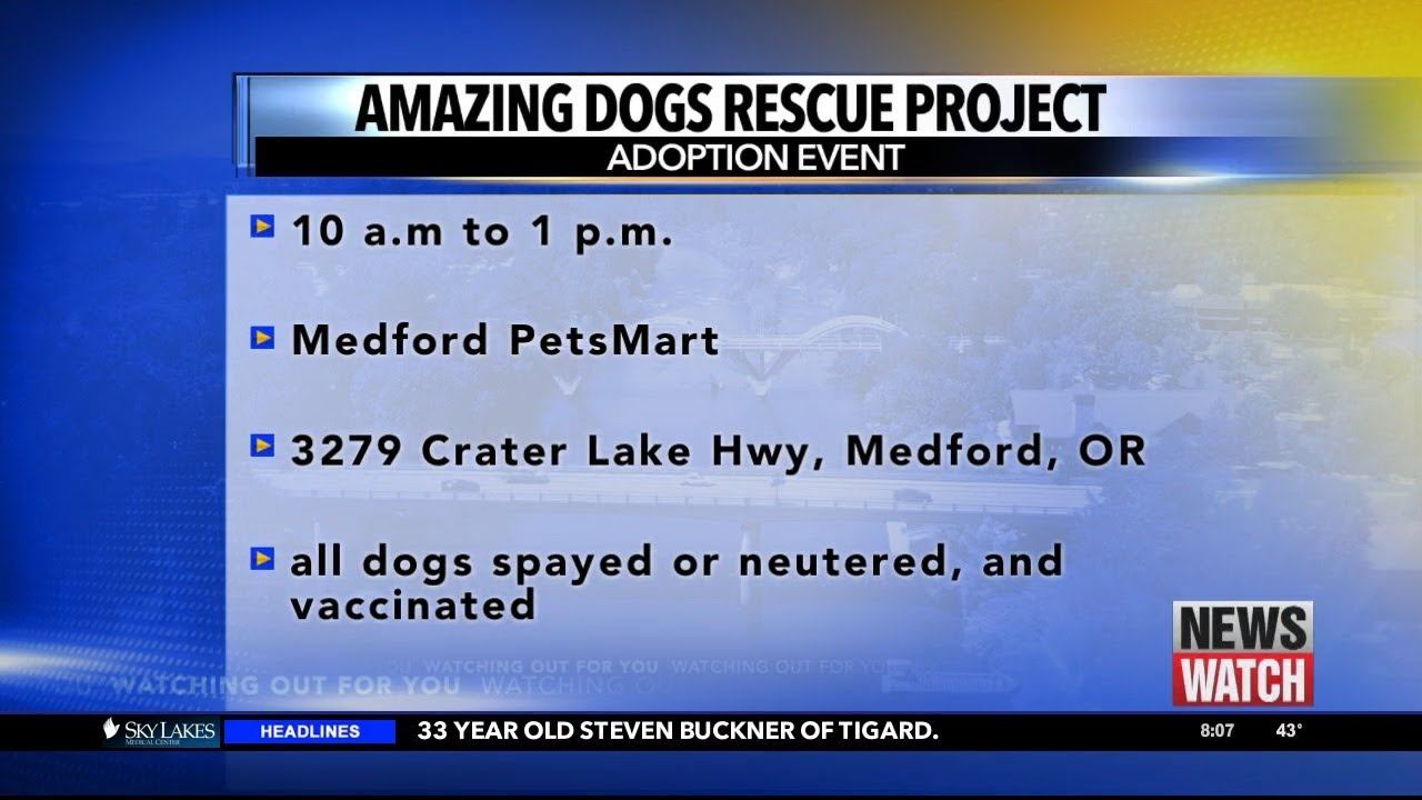 Amazing Dogs Rescue Project adoption event in Medford on Sunday - YouTube