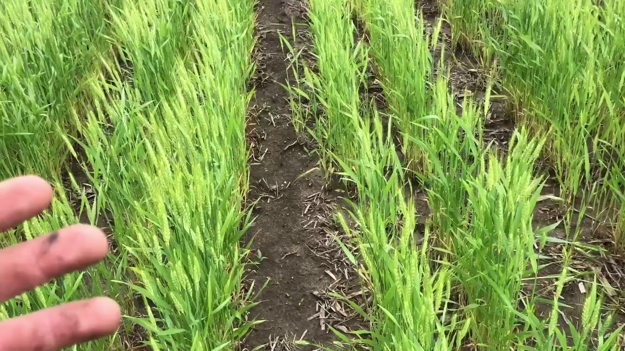 Planting Corn Between Wheat Rows - YouTube