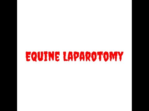 Equine Laparotomy l Colic Surgery l Cesarean Section - YouTube