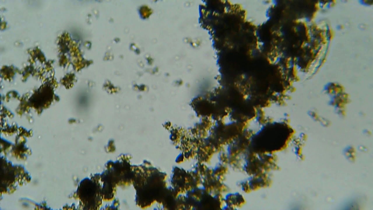 Free swimming rotifer, 150x - YouTube