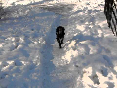 Italian Greyhound running in snow in winter - very short video - YouTube