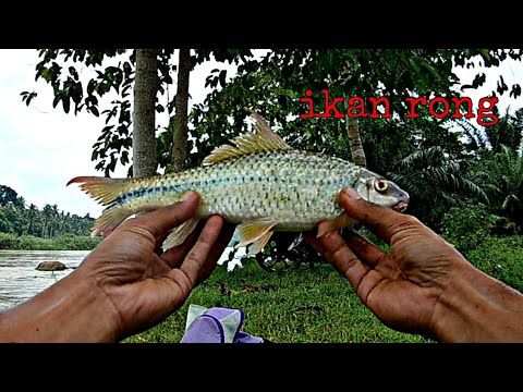 MEMANCING IKAN TERUBOI DAN IKAN RONG || UMPAN KELAPA SAWIT - YouTube