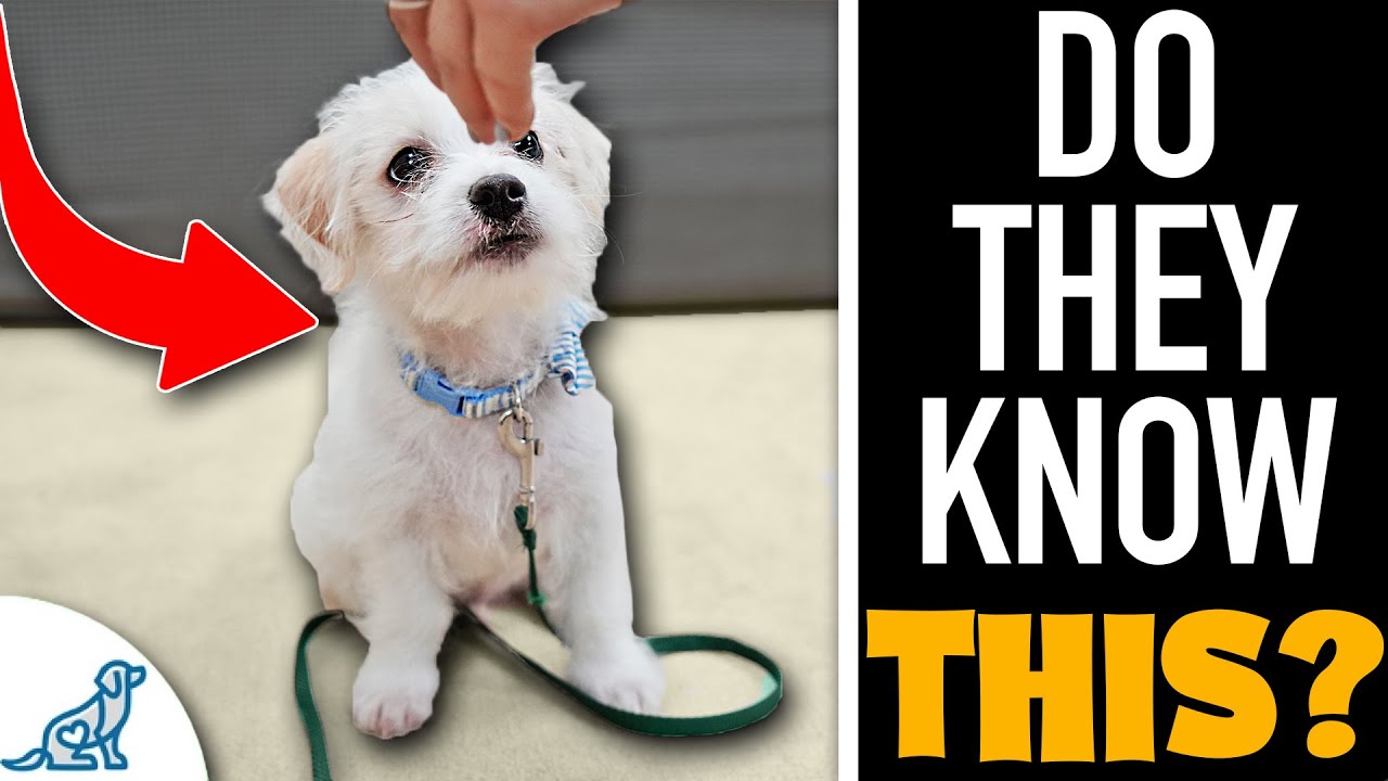 The FIRST 3 Things Your Puppy NEEDS To Learn! - YouTube