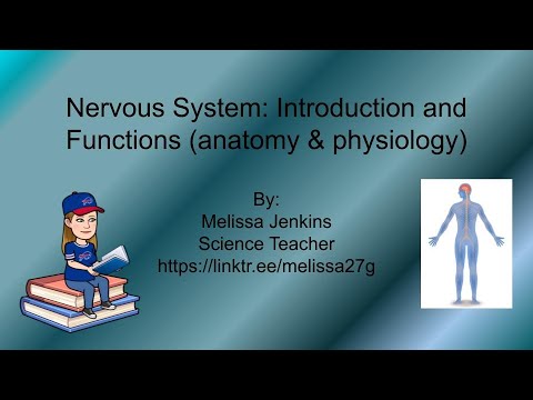 Nervous System Introduction and Functions (anatomy and physiology ...