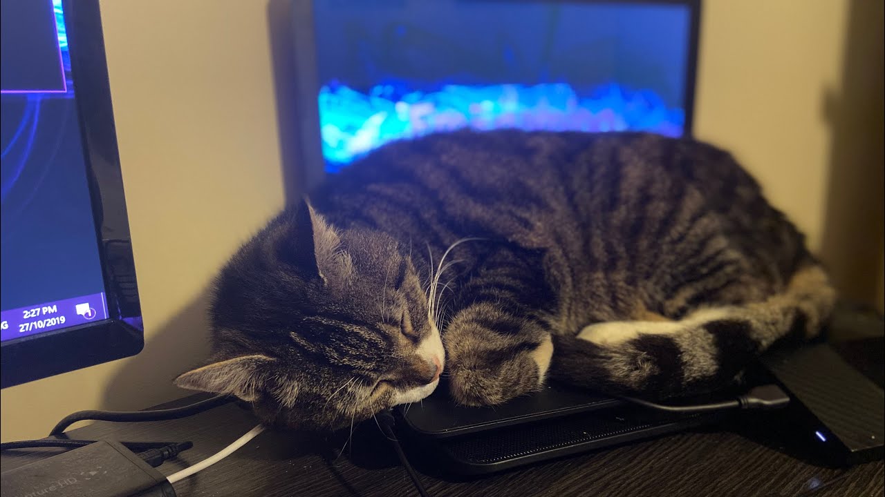 Cat falls asleep on my laptop! - YouTube