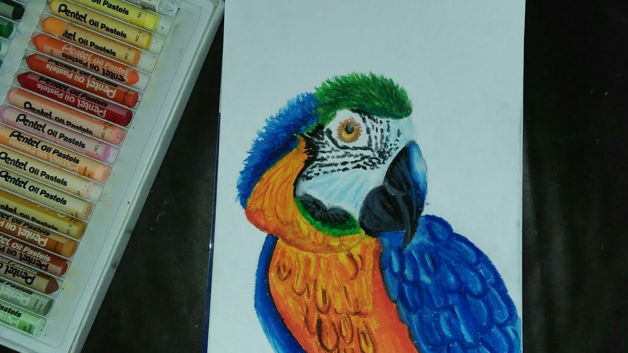 How to draw a realistic parrot | Oil pastel tutorial | Drawing tutorial ...