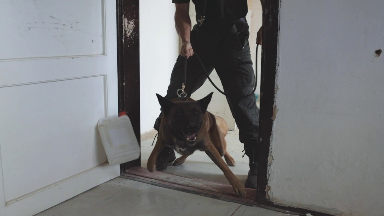 Nyko Ad-Gur K9 Slovakia Police dogs Malinois. - YouTube