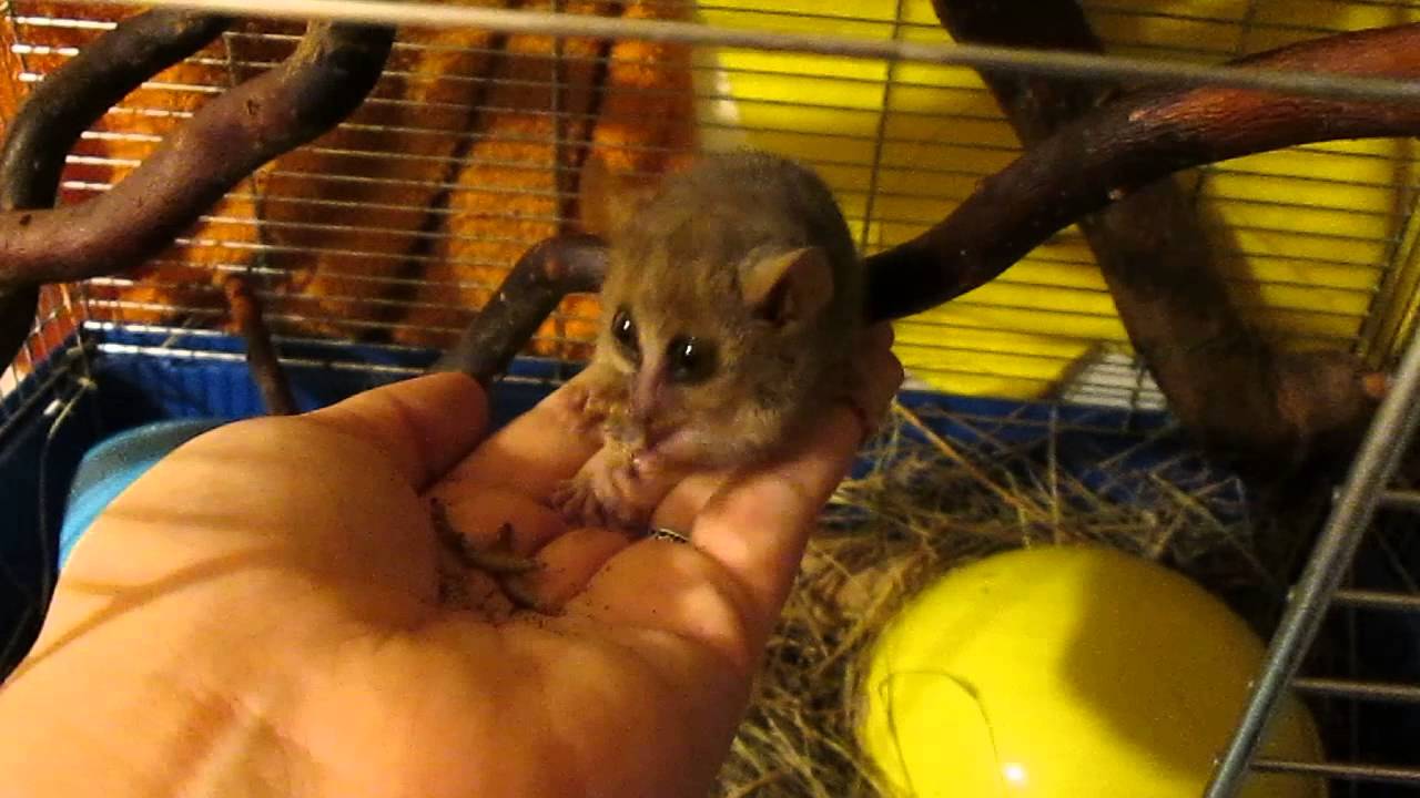 Microcebus murrinus / Grey lemur mouse / Maki Trpasličí / feeding by ...