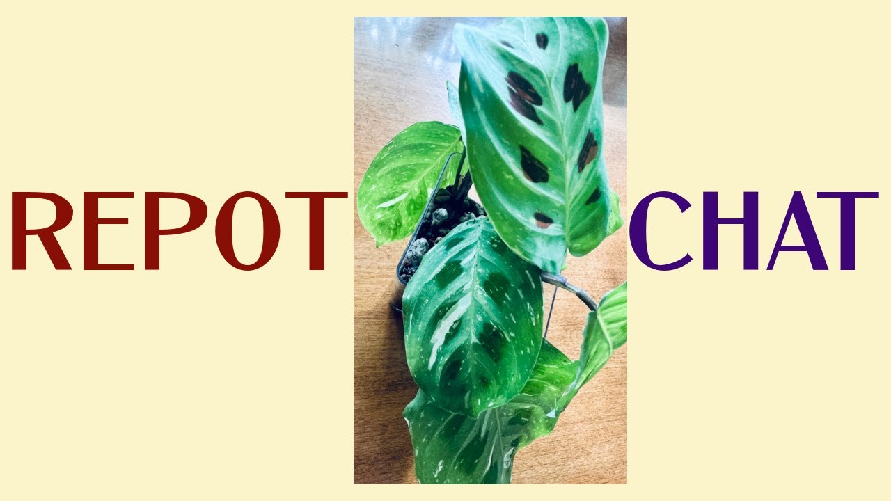 $3.99 Variegated Maranta!!! | Repot + Chat | #happyplants #repot - YouTube
