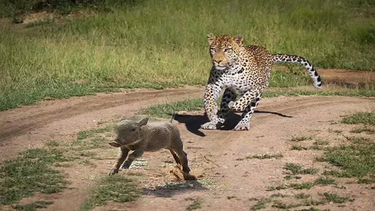 Amazing Baby Warthog RunAway From Leopard Attack Leopard Hunting Fail ...