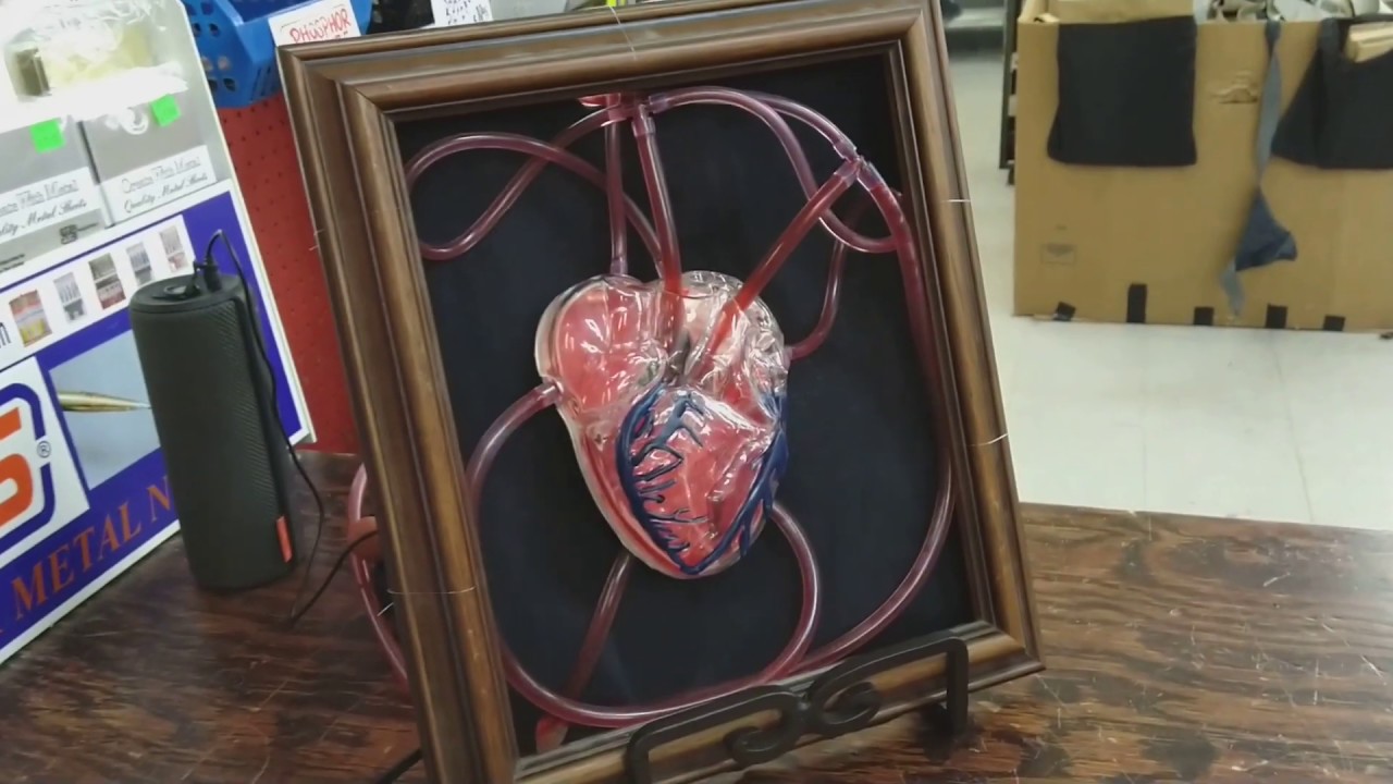 American Science & Surplus: D.I.Y. Beating Heart Model! (Customer ...