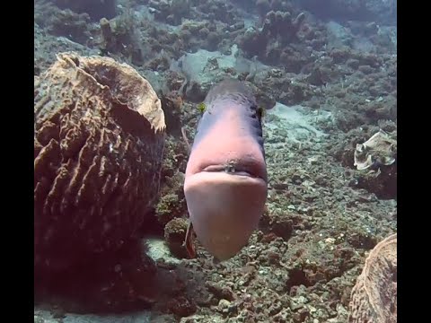Triggerfish Attack in Amed, Bali - Indonesia (4K) - YouTube