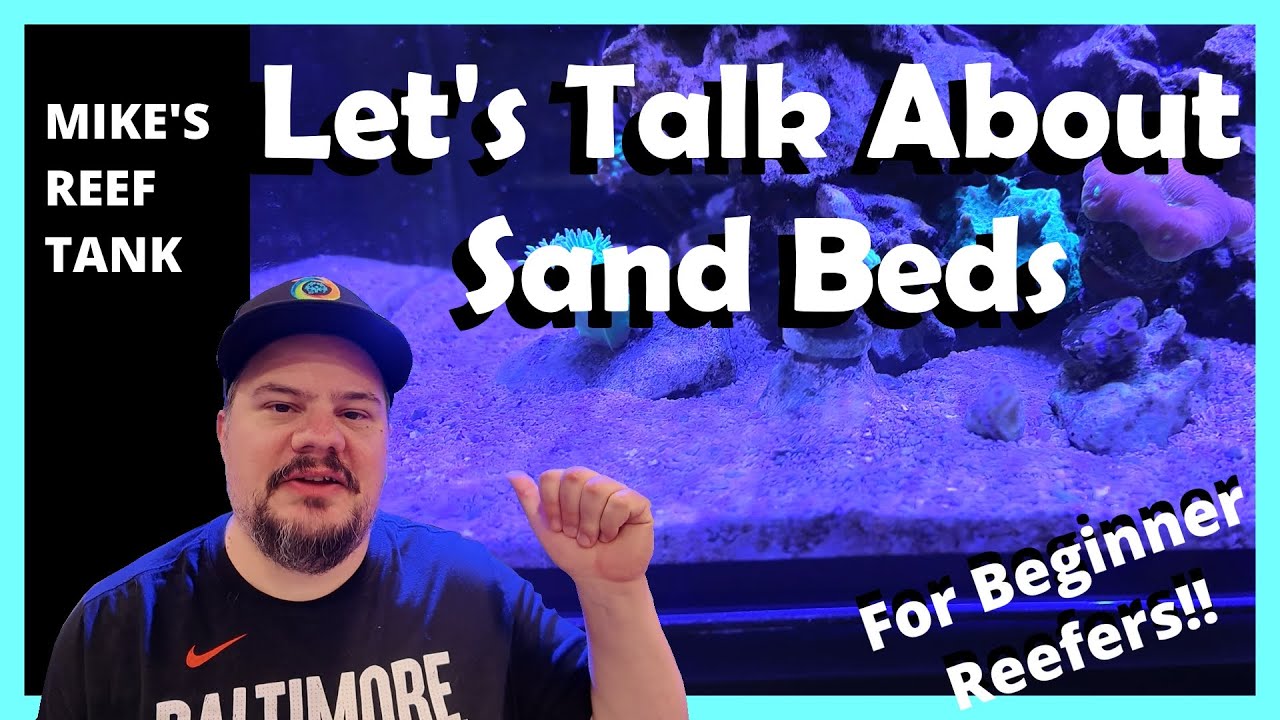Beginner's Guide to Sand Beds: Setup, Types, and Maintenance - YouTube