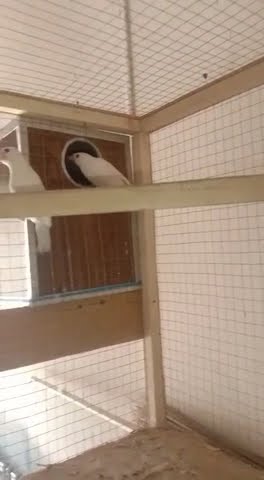 white java breader pair - YouTube